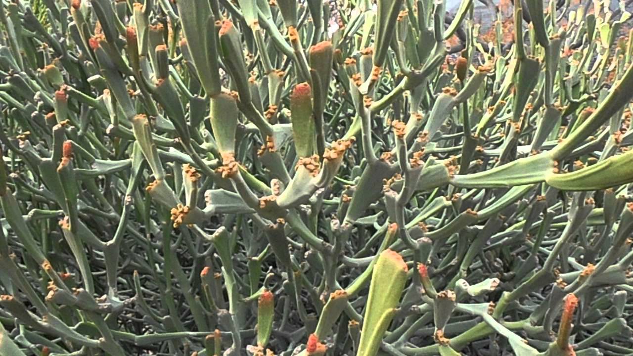 Euforbia intestinal: Euphorbia enterophora (www.riomoros.com) - YouTube
