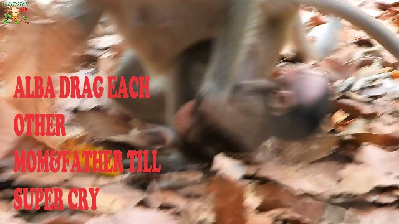 DEEP DRAG EACH OTHER FATHER KING & MOM ANNA BECOME BABY ALBA MILLION ...