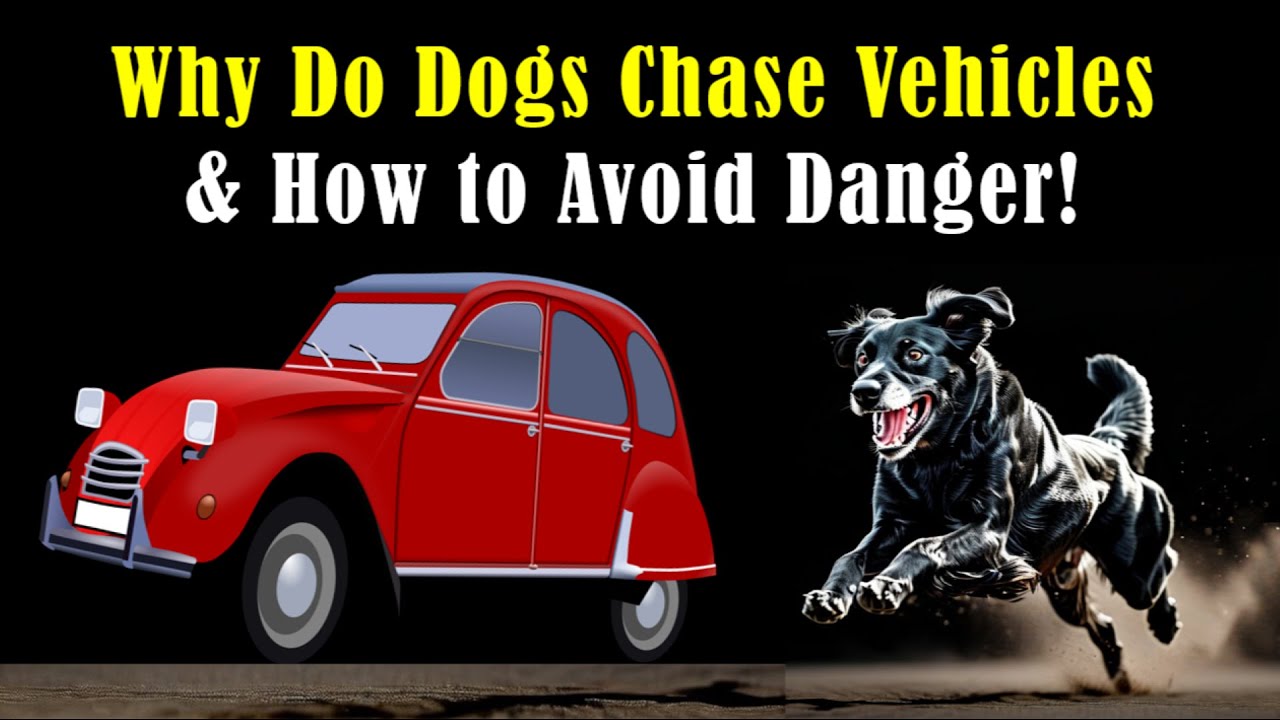 Why Do Dogs Chase Cars and Bikes and How to Stay Protected - YouTube