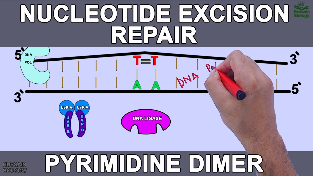 Nucleotide Excision Repair in Prokaryotes - YouTube