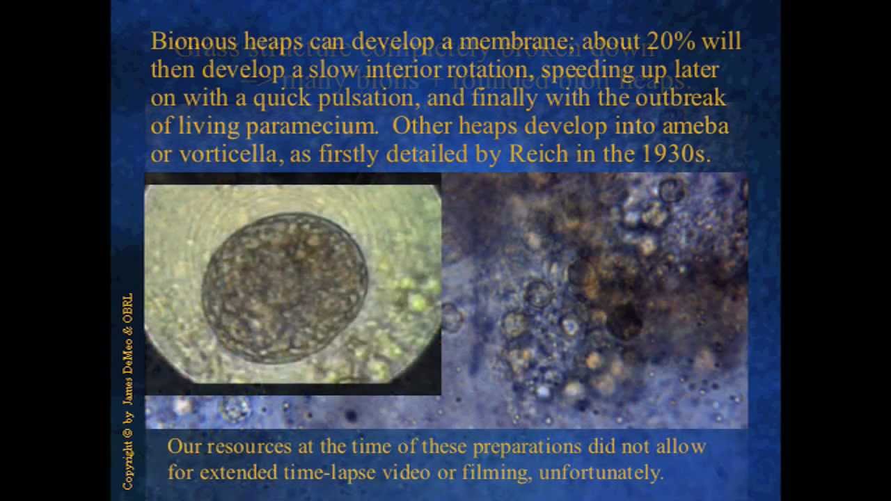 WILHELM REICH'S BION-BIOGENESIS DISCOVERIES - EXPERIMENTAL VERIFICATION ...