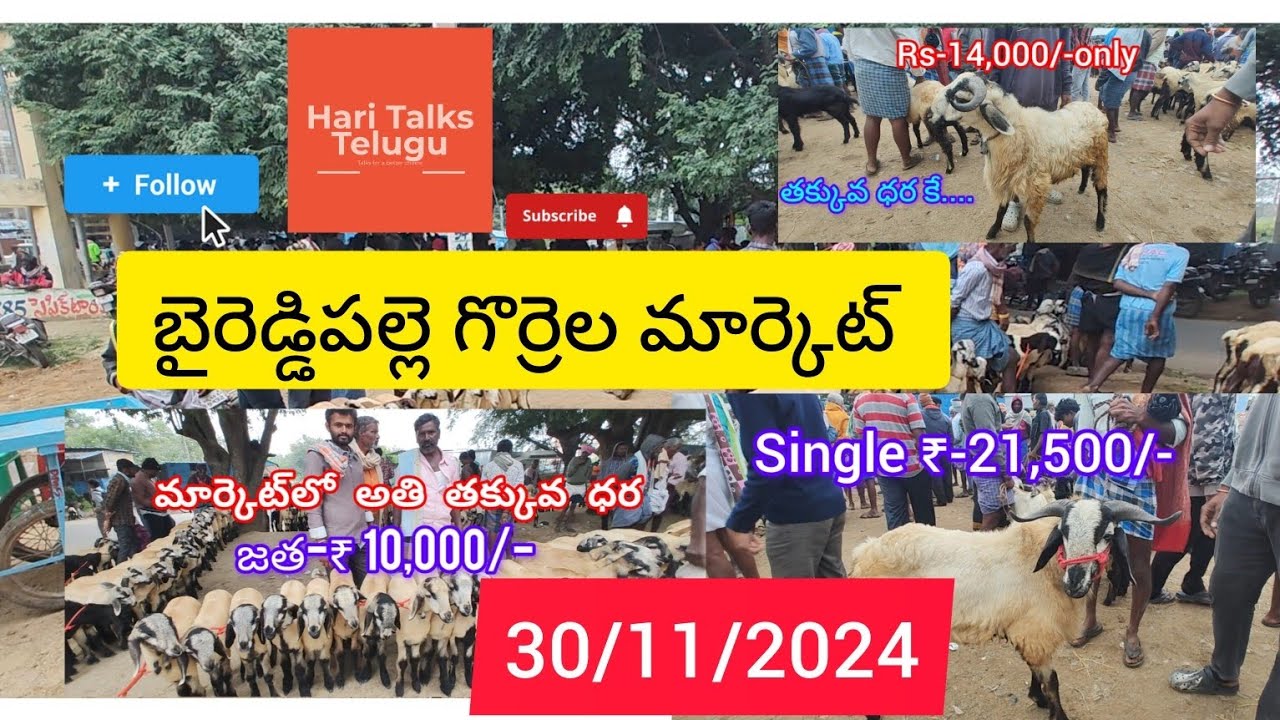 baireddipalle sheep market 30/11/2024,🐏 Nellore Judipi, Nellore Brown ...