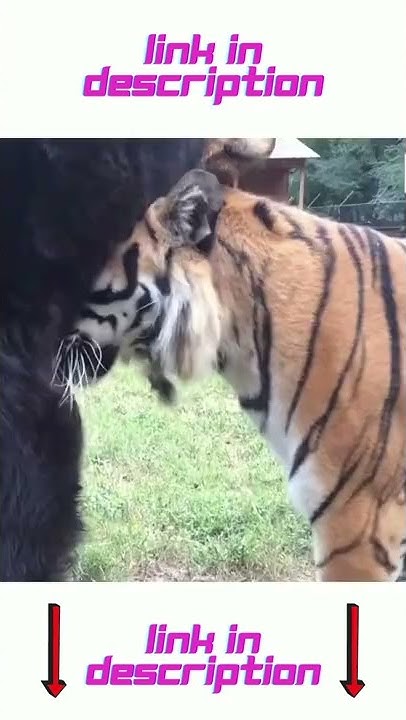 Blt Friendship Bear Tiger And Lion Bonded Together Shorts Youtube