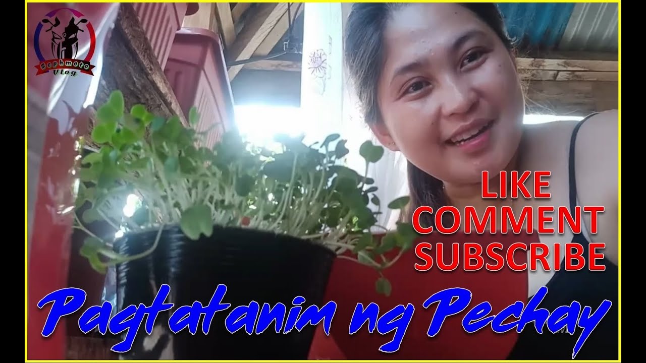 Transplanting of Pechay - YouTube