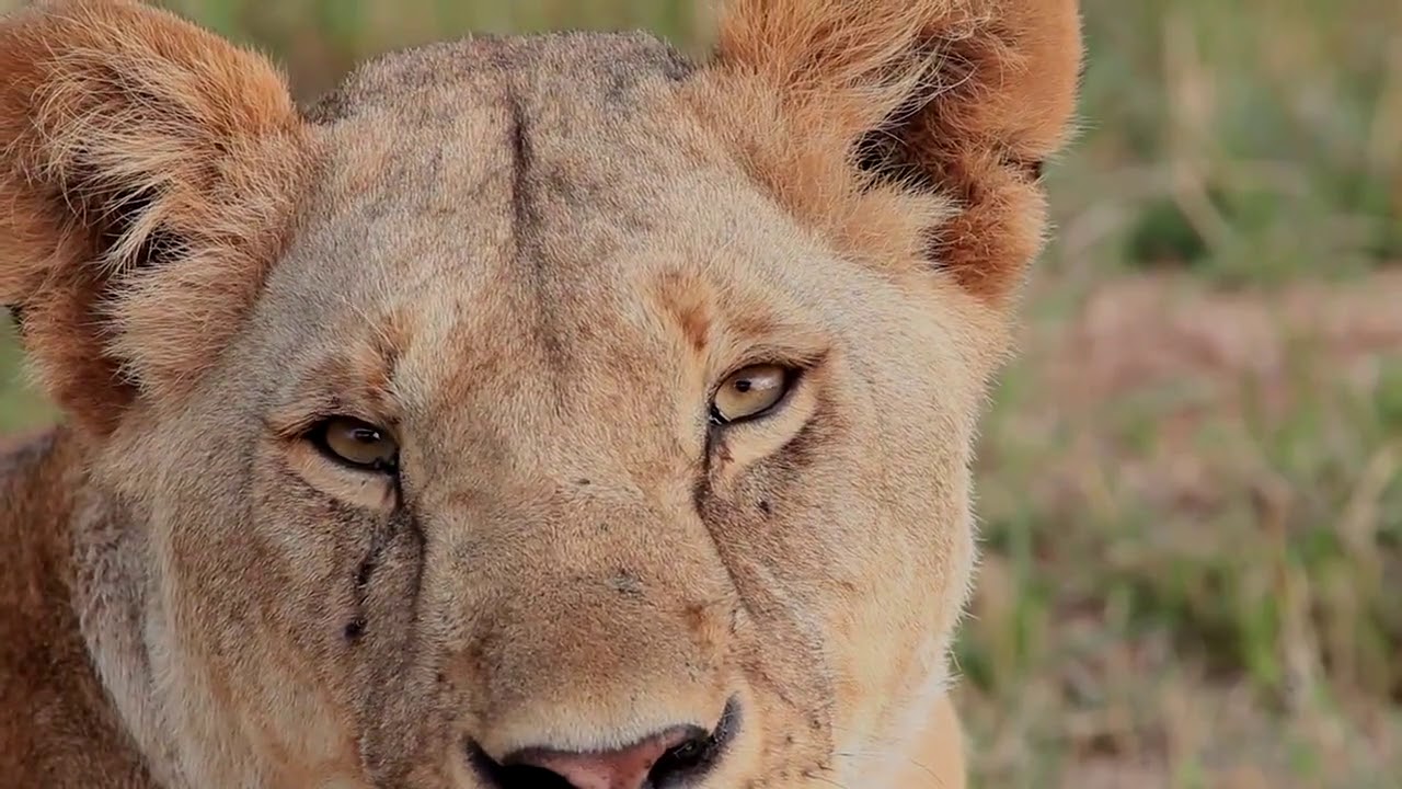 Elephant Pepper Camp | Masai Mara, Kenya - YouTube