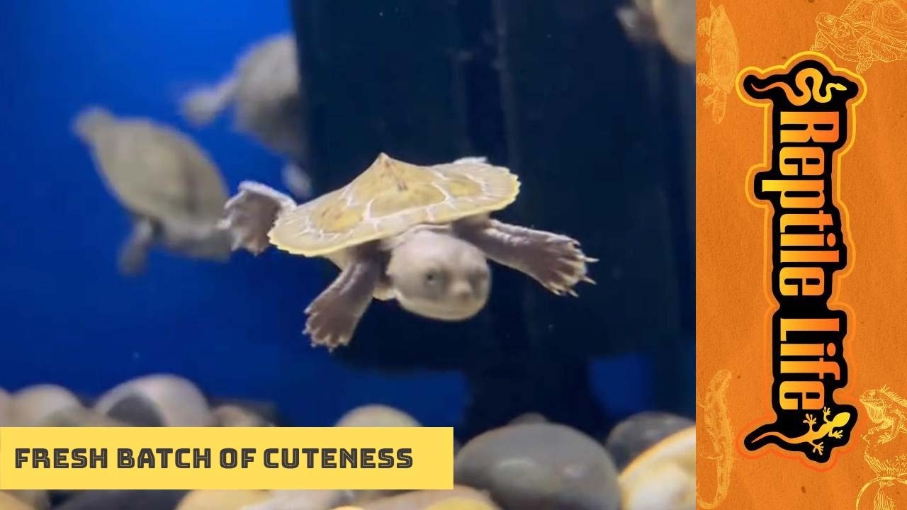Baby Turtles | Reptile Life Hoppers Crossing - YouTube