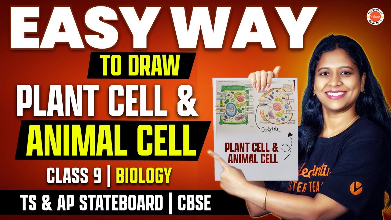 Easy way to Draw | PLANT CELL & ANIMAL CELL | TS & AP board/CBSE ...