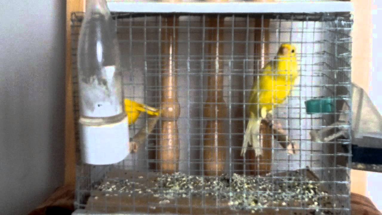 kanari malinoa bg - YouTube