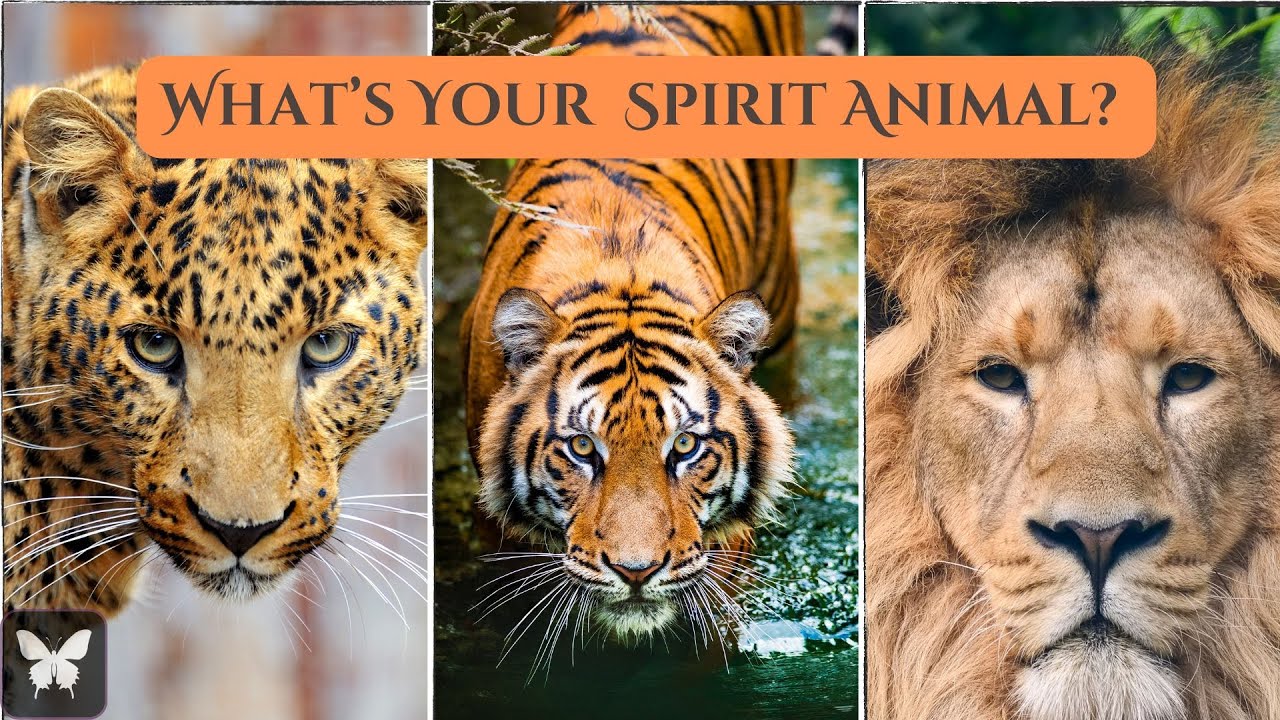 What is my spirit animal? test to see what in means if - YouTube