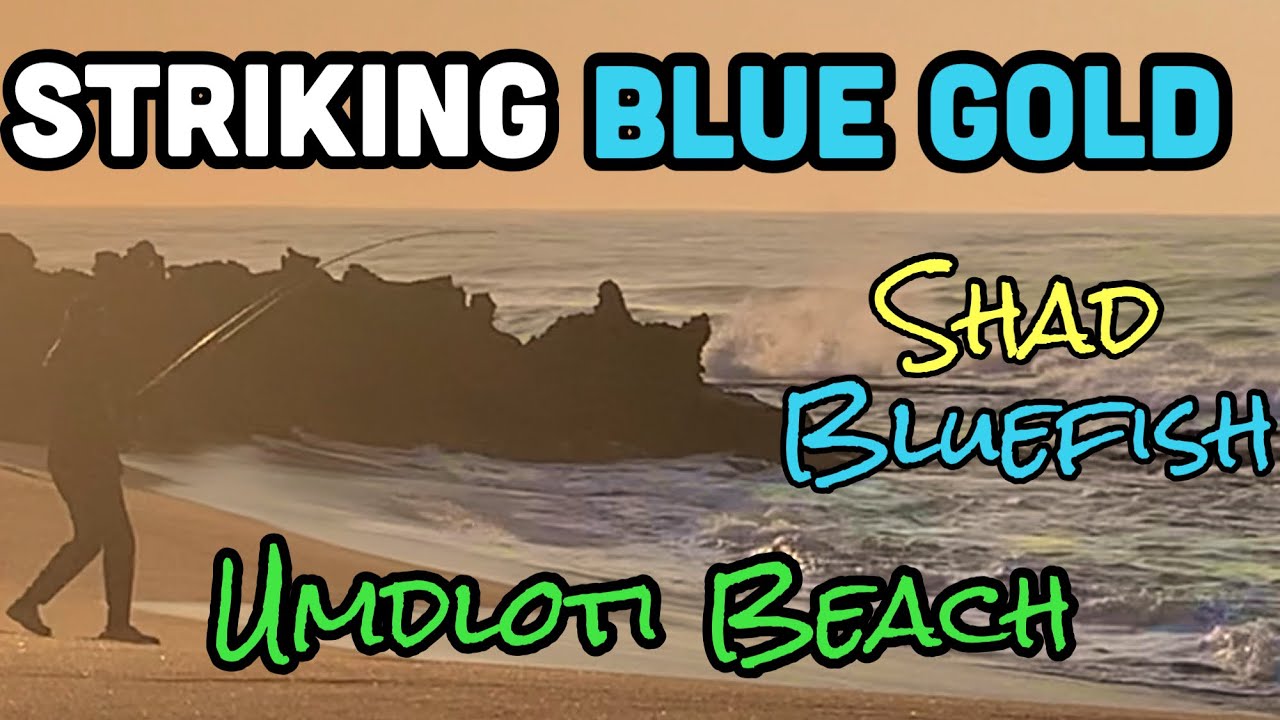 Striking Shad / Bluefish at Umdloti Beach - YouTube