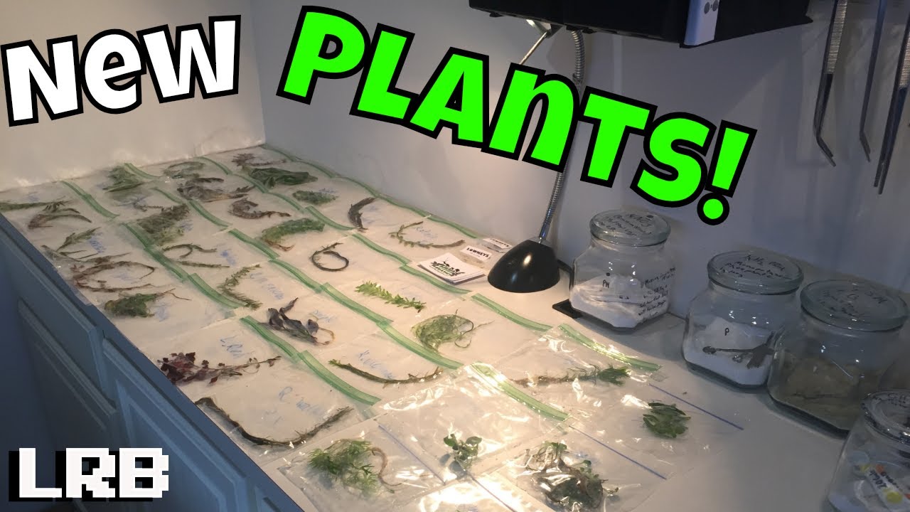 34 Different types of Aquatic Plants! Big Aquarium Plant Unboxing ...