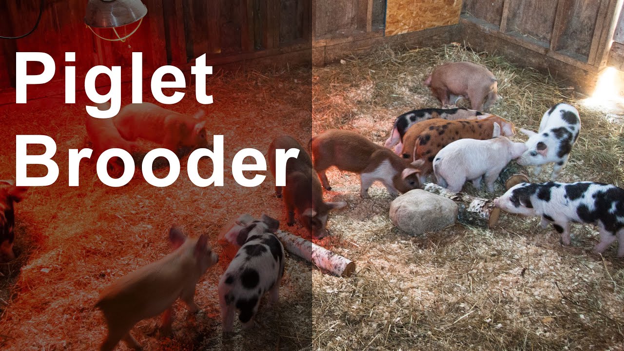 Piglet Brooder - YouTube