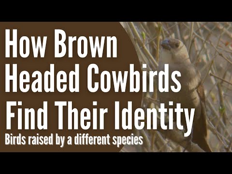 What is a Cowbird: Understand Habits and Behaviors