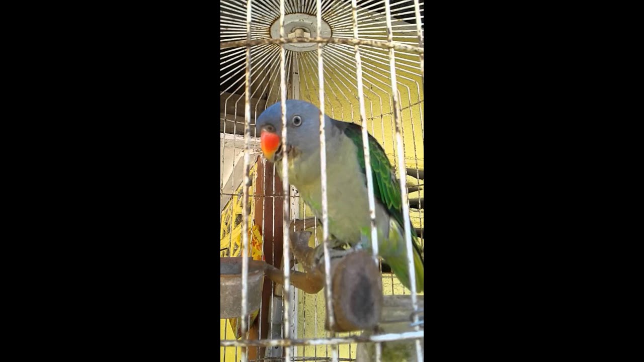 Burung puling bercakap. - YouTube