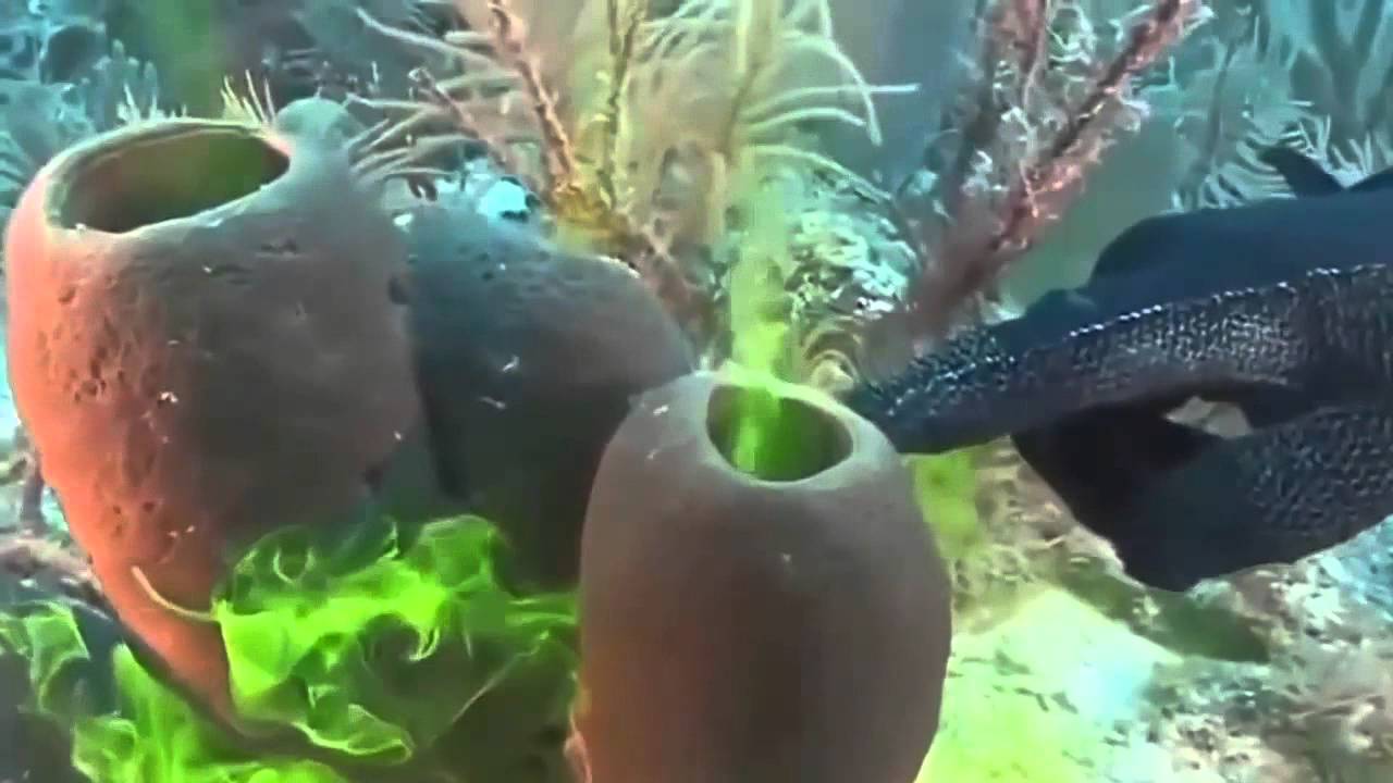 Sponges smoke that weed :D - YouTube