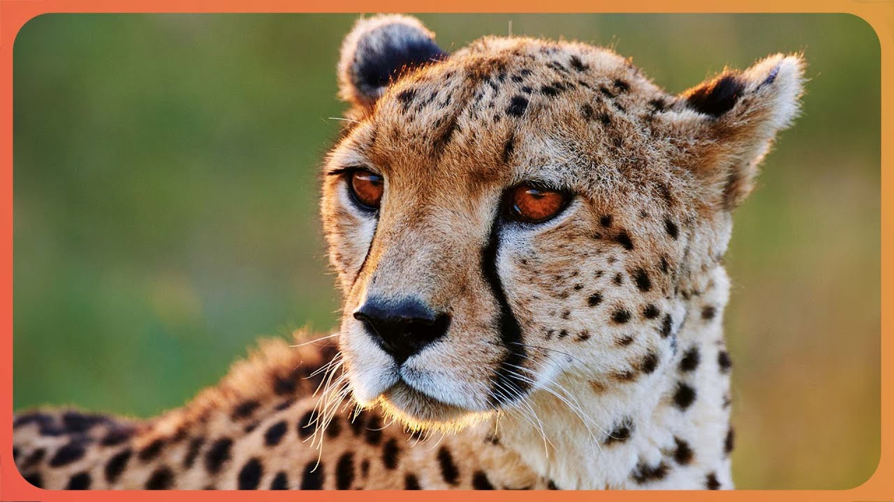 The Unique Abilities That Make Cheetahs Incredible Killing Machines ...