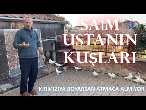 Saim Ustanın Kuşları  - Hasan Kaplan Oyun Kuşu Taklacı Güvercin Kümes Ziyareti