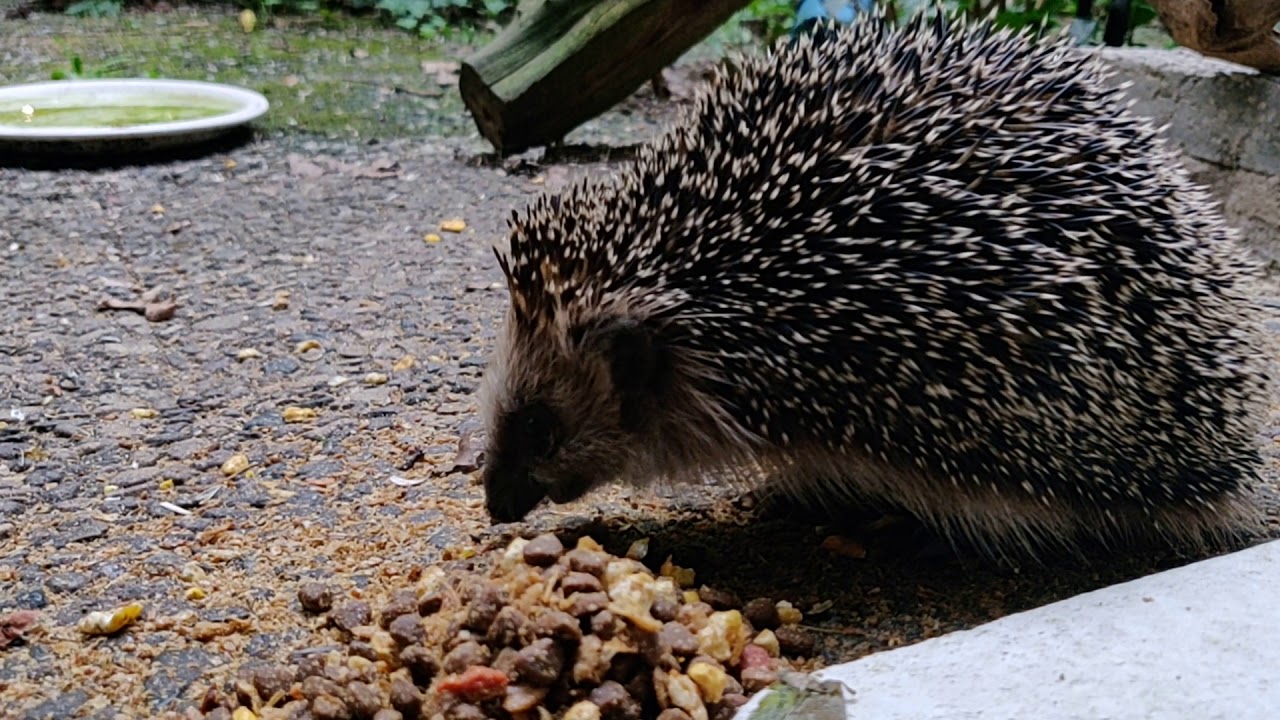 Hedgehog Igel very close - YouTube