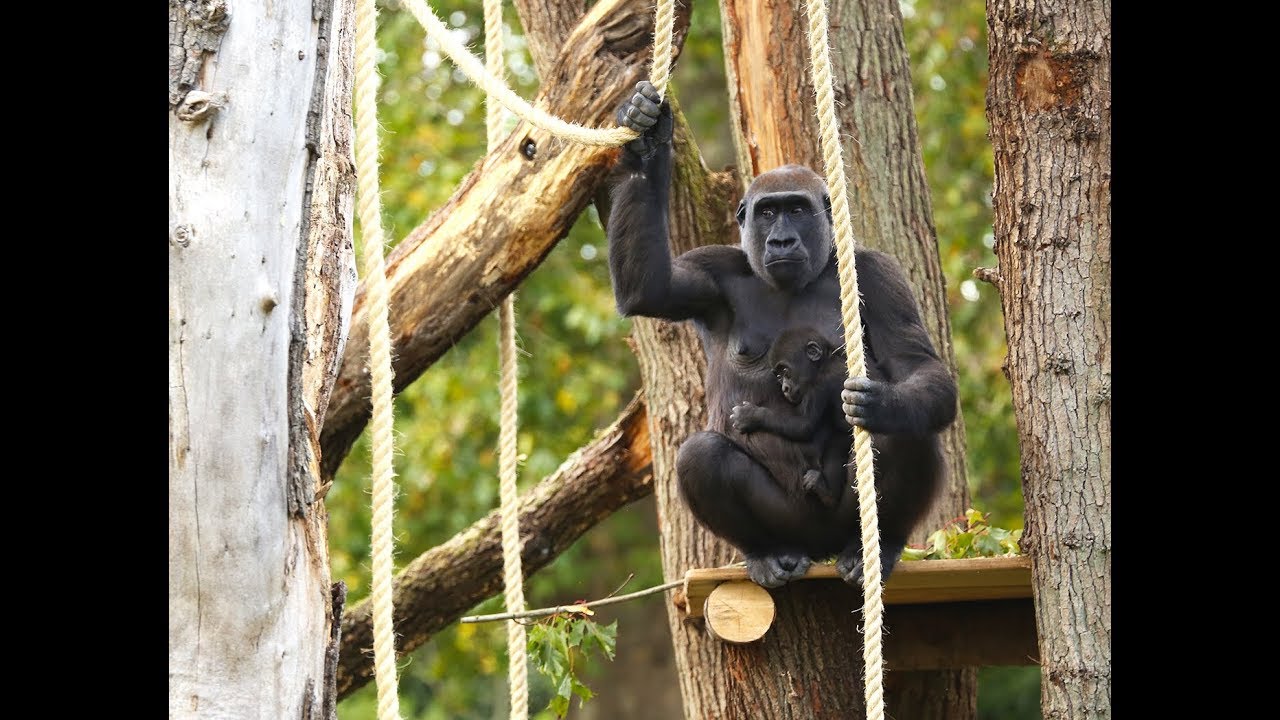 Did you know, 97% of your DNA is the same as a gorilla’s? - YouTube