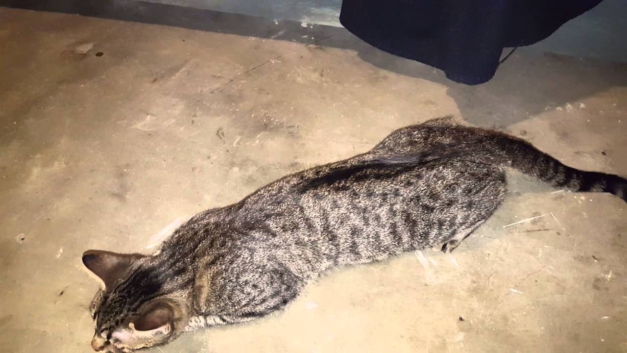 Funny cat video back that ass up kitty twerking and backing it up - YouTube