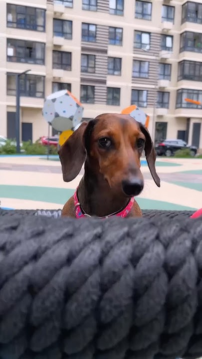 ЭЛИЧКУ НЕ ВПУСТИЛИ В МАШИНУ???🫣🙊🐶 - YouTube