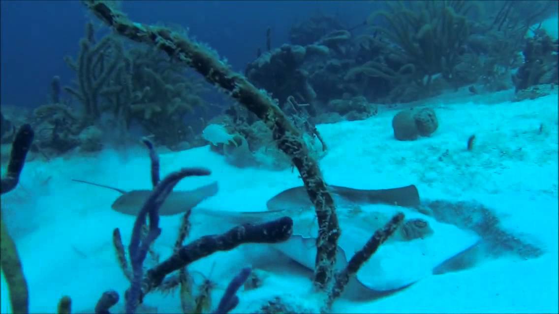 Cane Bay Wall - YouTube