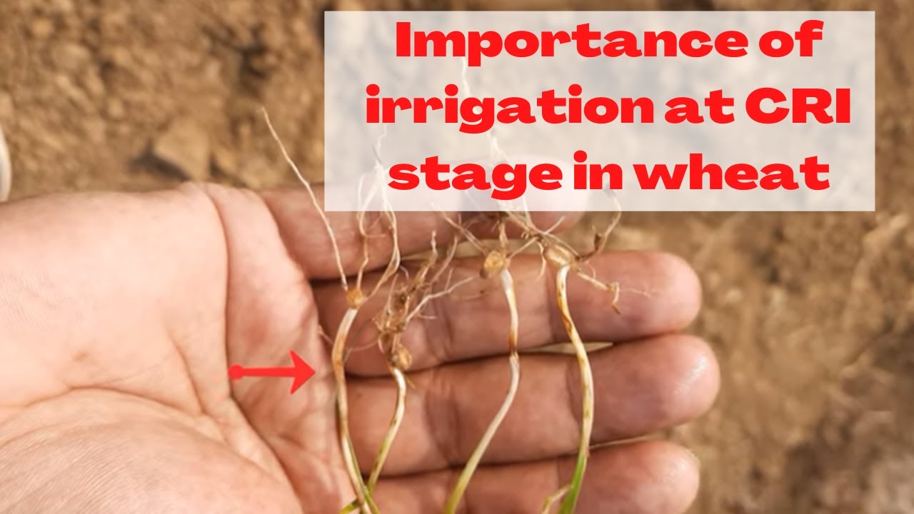 Why Irrigation at CRI stage is most important in wheat - YouTube