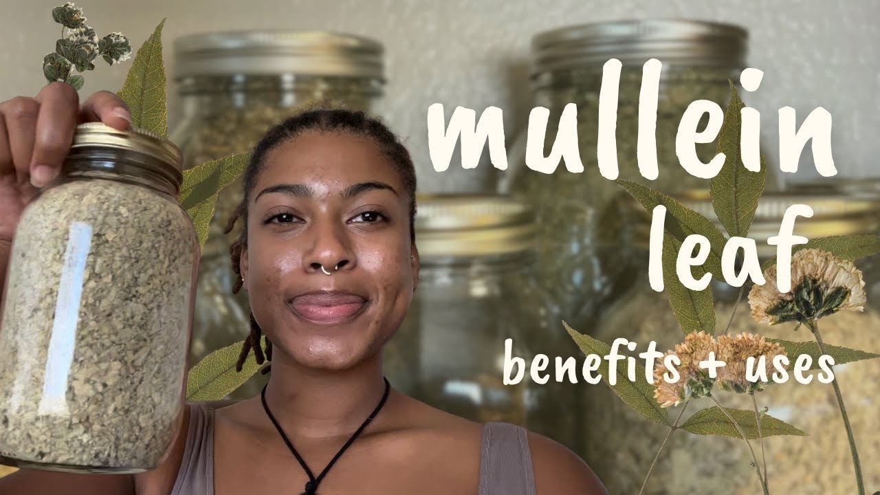 how i use mullein leaf tea | one of the best herbs for smokers and flu ...