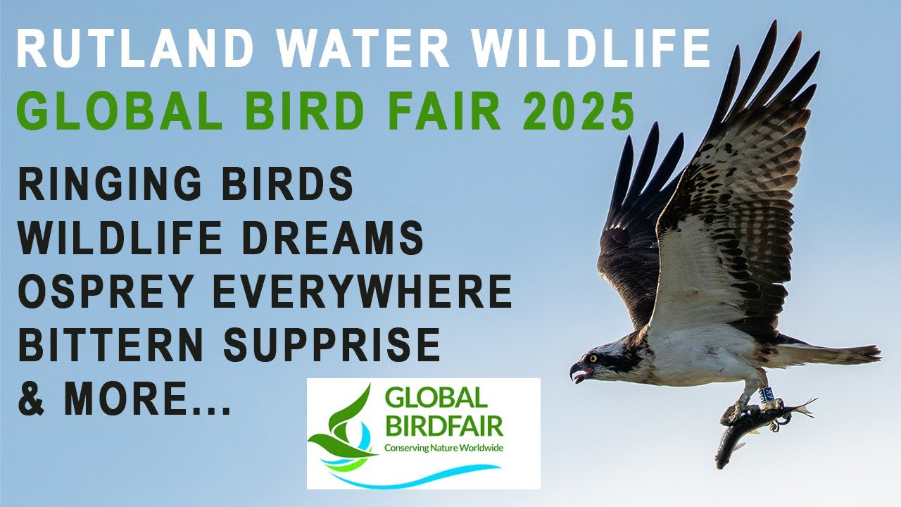 Global Bird Fair 2025 - Rutland Water Nature Reserve - YouTube