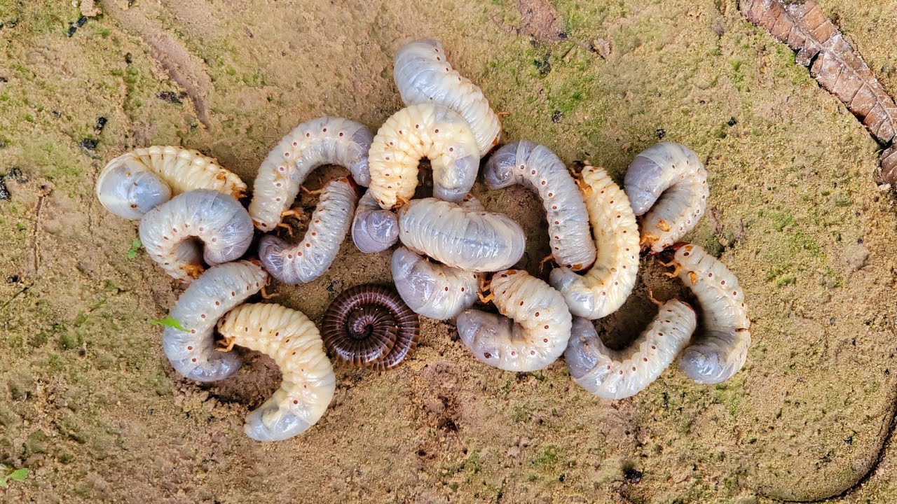 Looking Insect Meet Beetle Worm In Coconut Tree #insects #animal # ...
