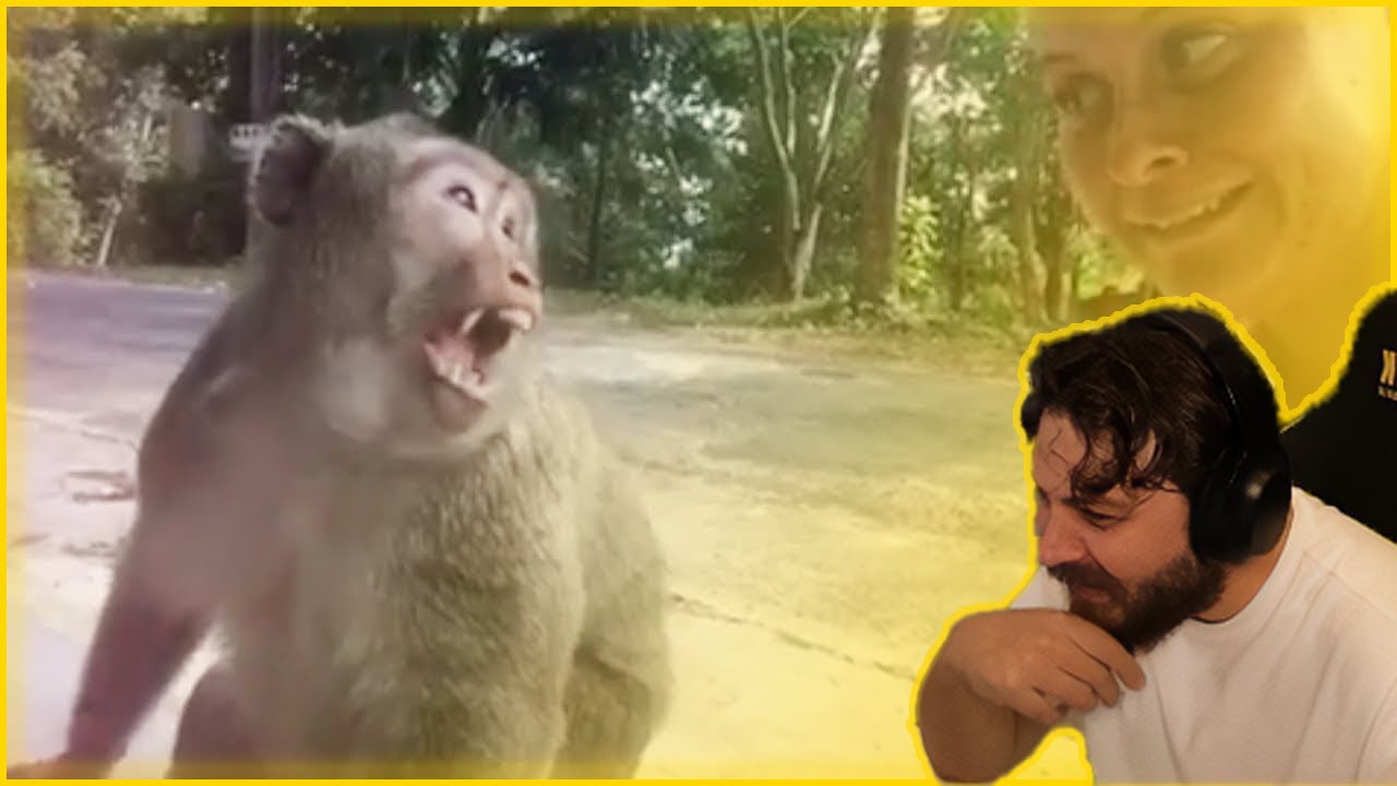 ELRAENN | Insane Animal Fails İZLİYOR! | @failarmy - YouTube