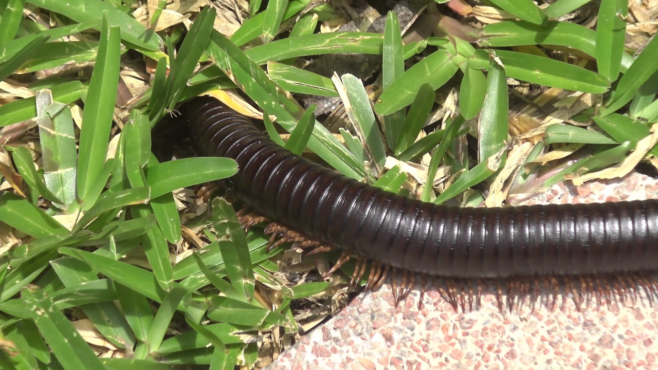 4k - Tausendfüssler - Centipede - YouTube