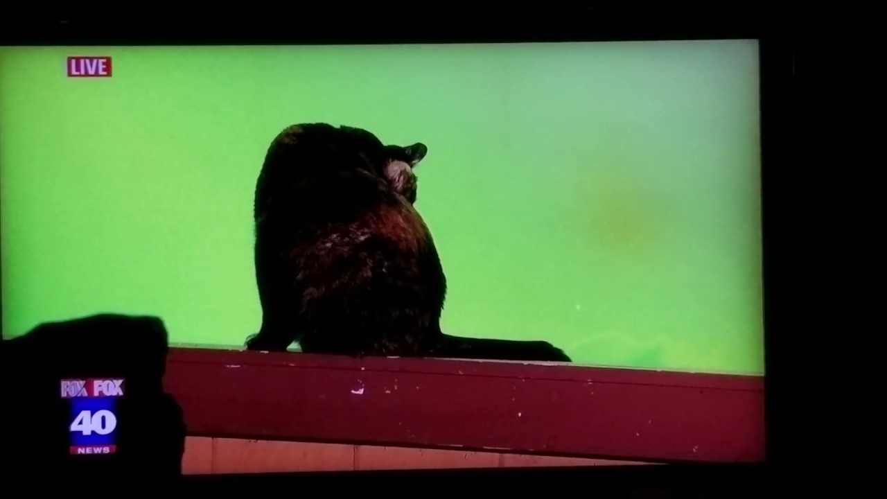 Cat interrupts weather forecast on FOX news *funny* - YouTube