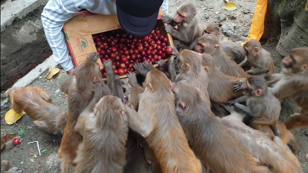 Feeding plum to beautiful monkey families and heavy meal for stray dogs - YouTube