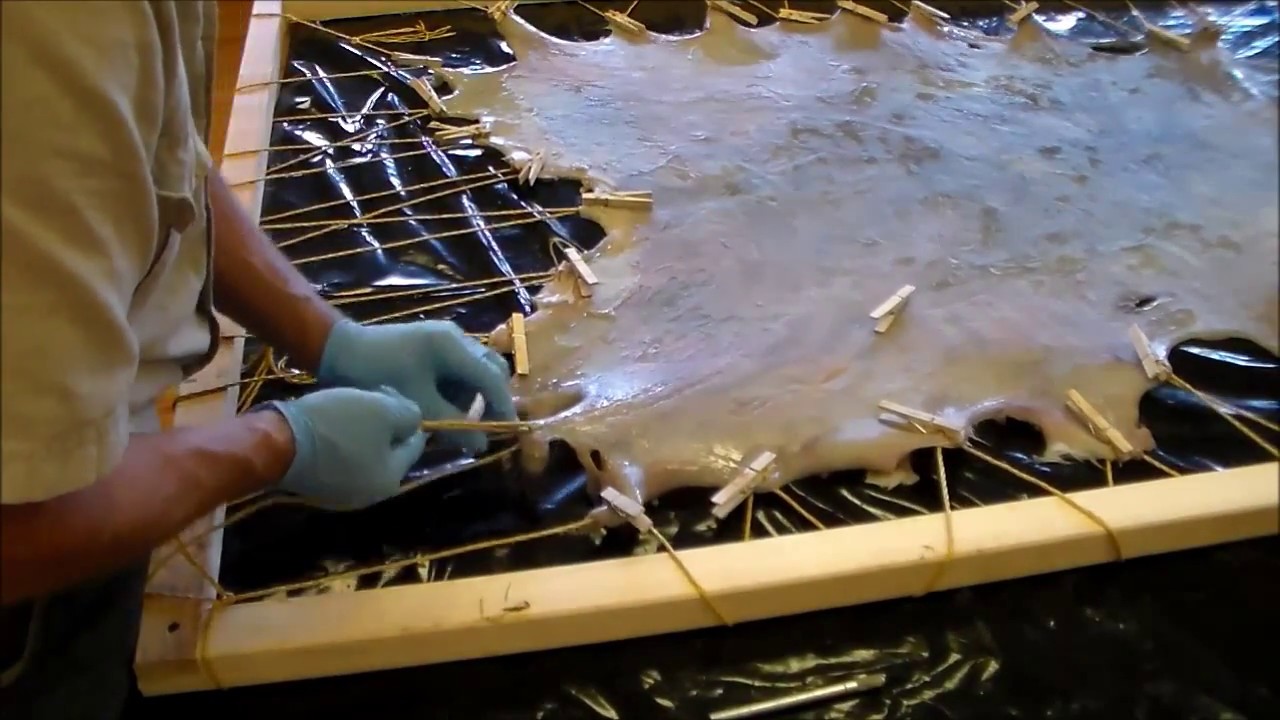 DIY Rawhide From Deer Skin YouTube