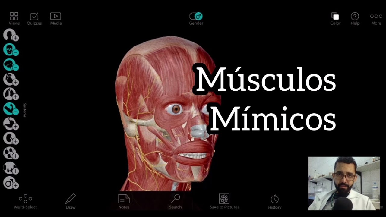 Músculos da Mímica Facial - Anatomia do Sistema Muscular (3D e peça ...