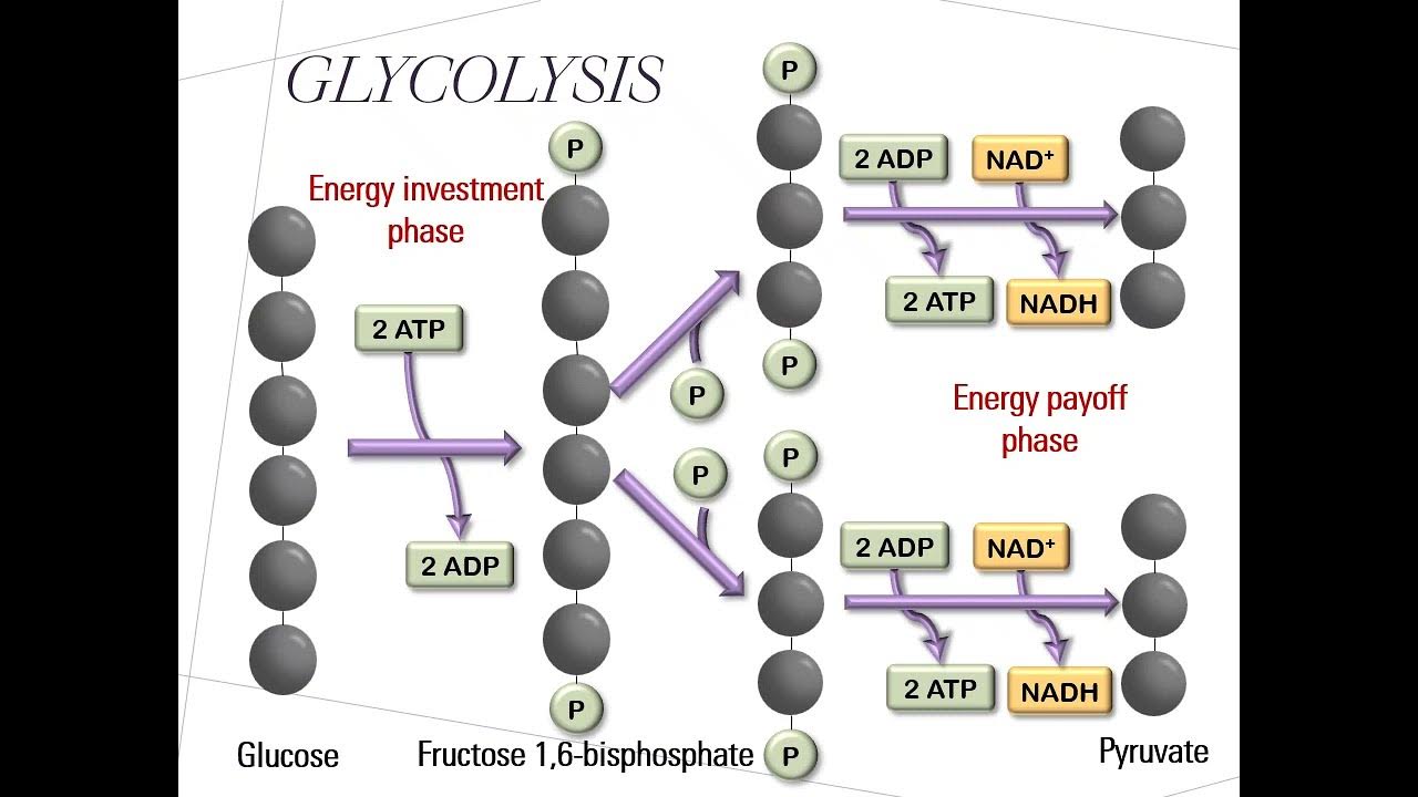 Cellular Respiration 1 - Glycolysis - YouTube