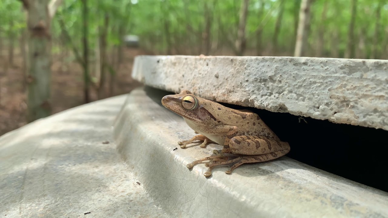 Banana lizards live in harmony with nature - YouTube