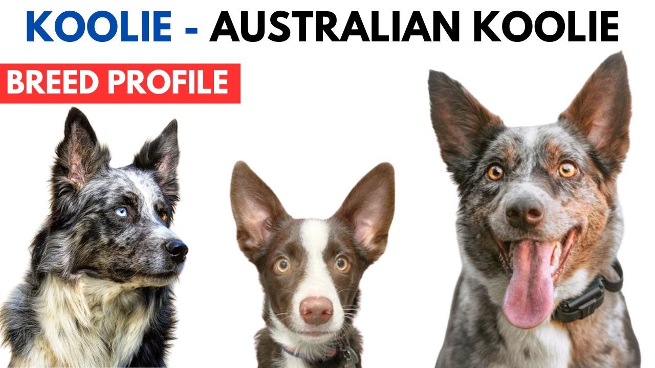 Koolie Breed Profile History - Price - Traits - Australian Koolie ...
