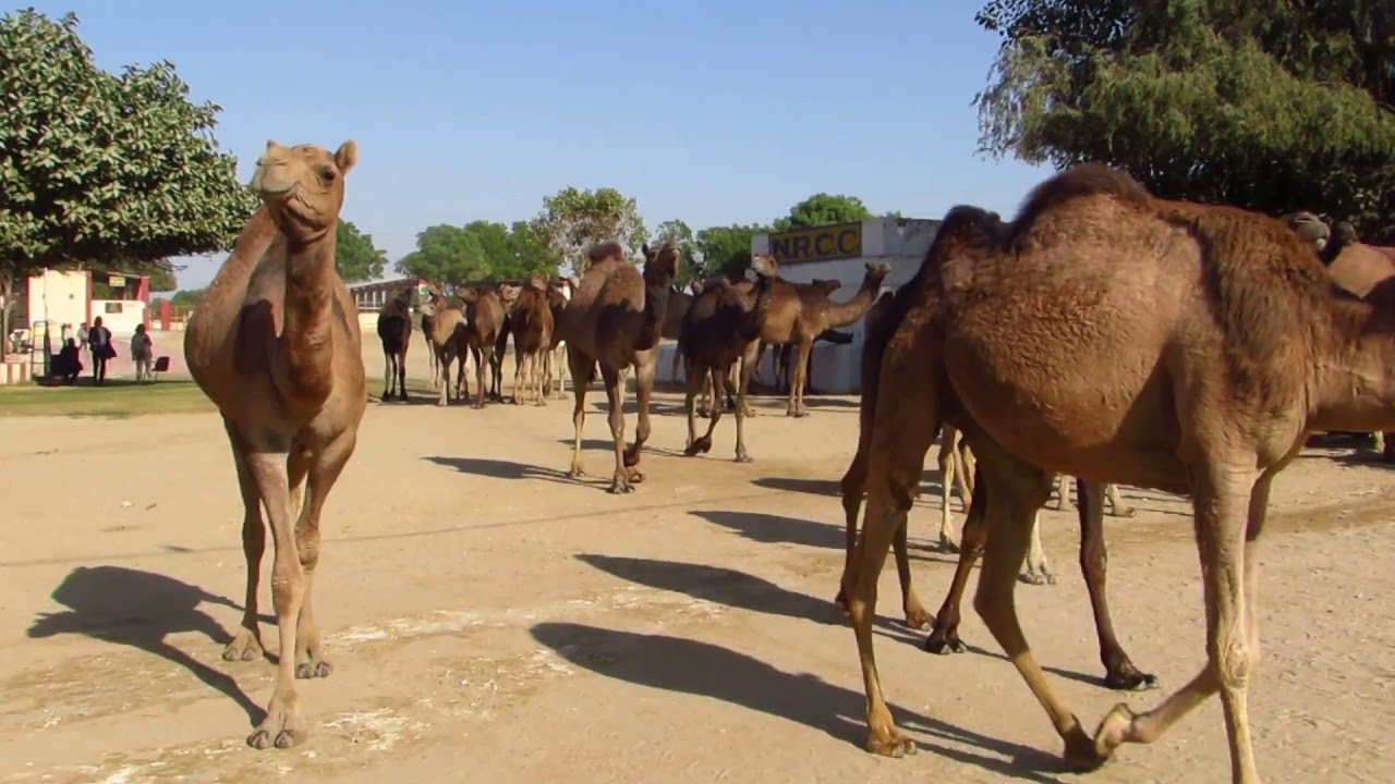 Camel breed explanation at the Camel Research Farm, Bikaner - YouTube