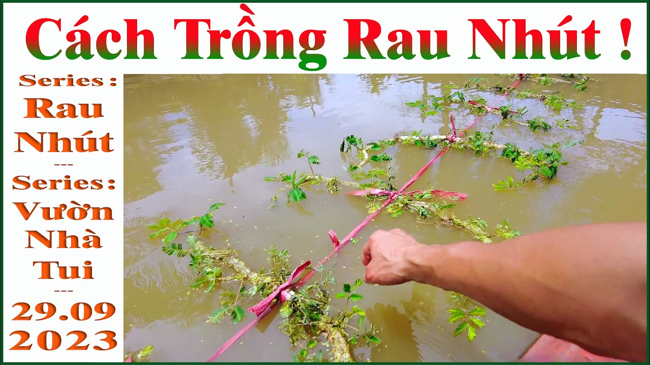 Cách Trồng Rau Nhút !... ( Series : Rau Nhút !.. Series : Vườn Nhà Tui ...