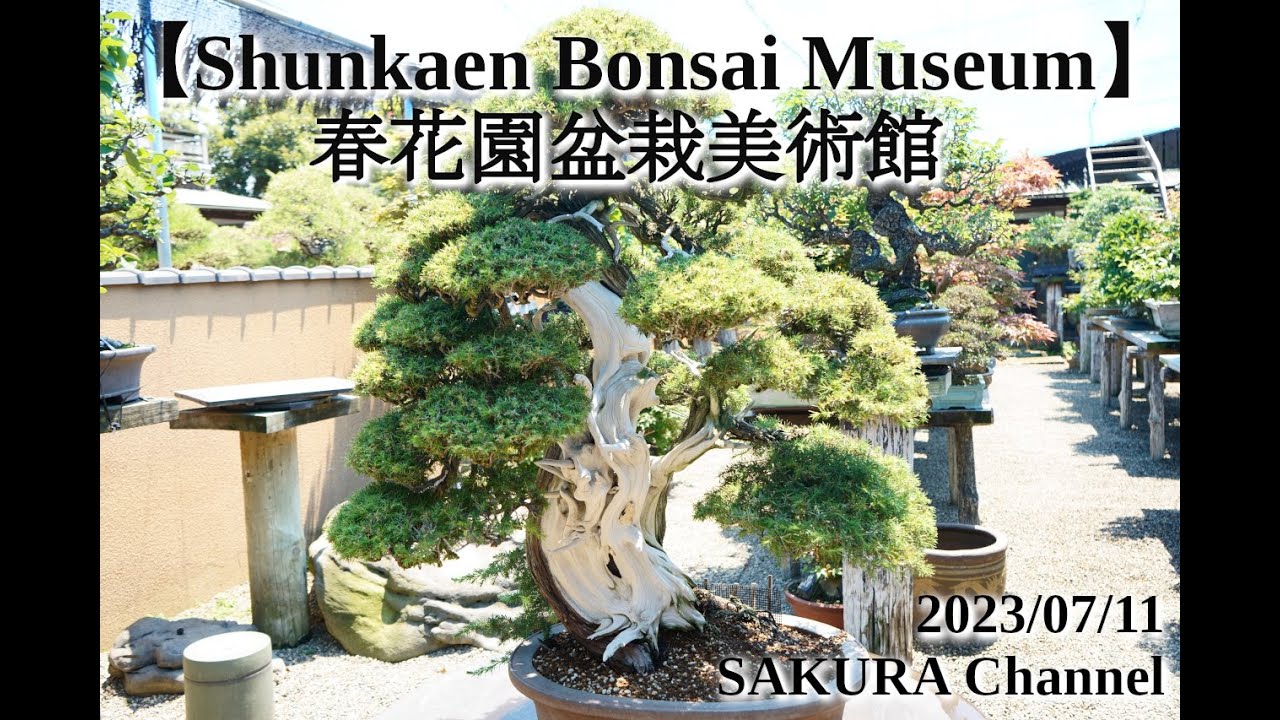 【Shunkaen Bonsai Museum】春花園盆栽美術館 #bonsai #4k - YouTube