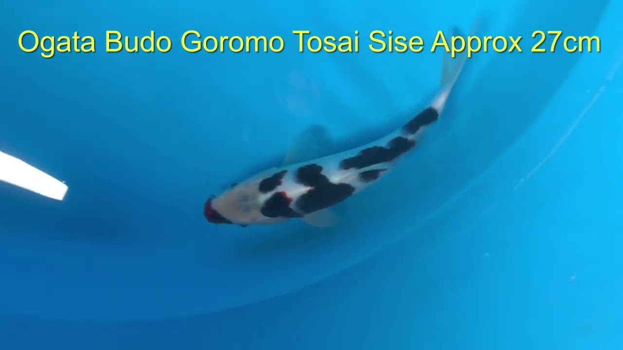 Budo Goromo | Coastal koi