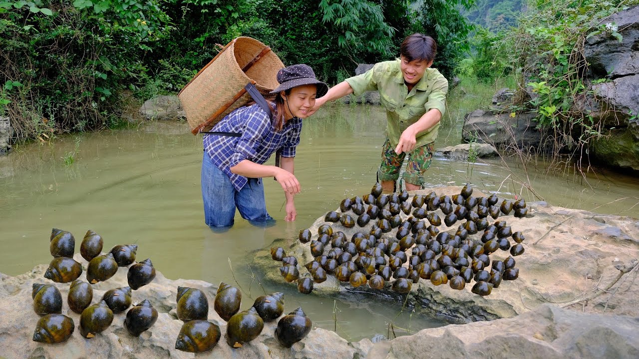 A lot of snails are gathering in the stream, catching snails and making ...