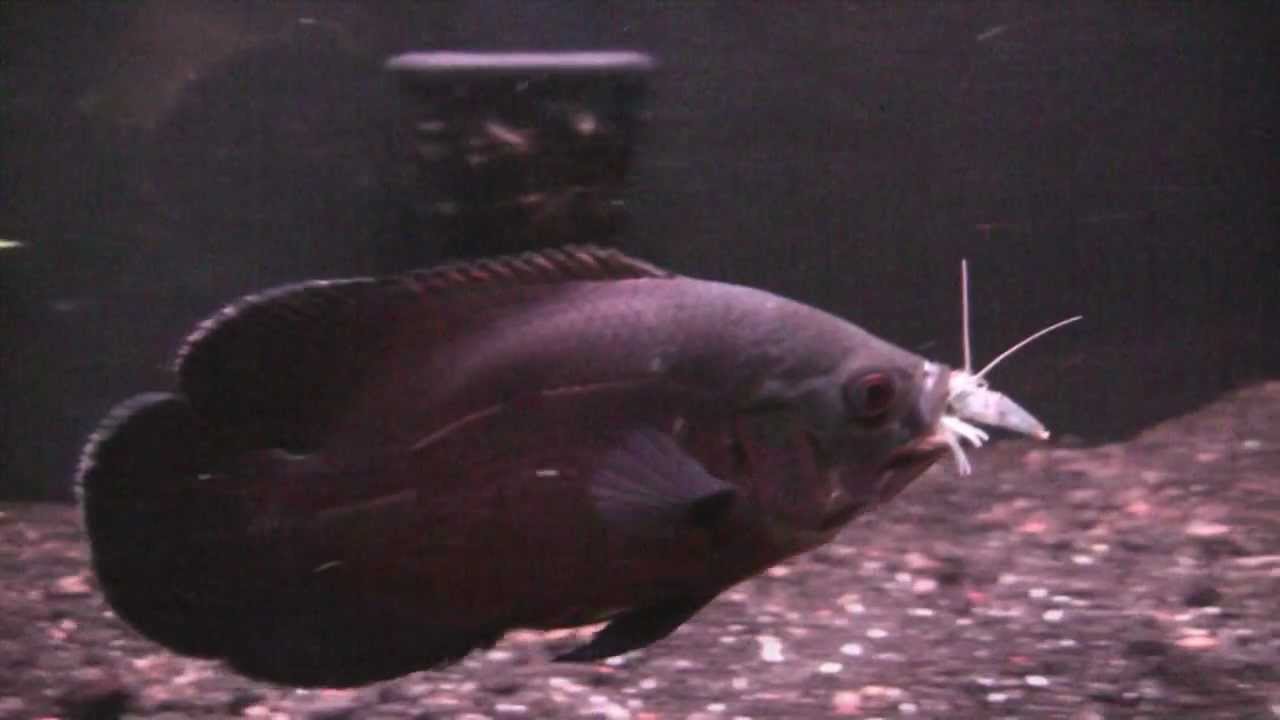 Oscar Fish Attack 2 - YouTube