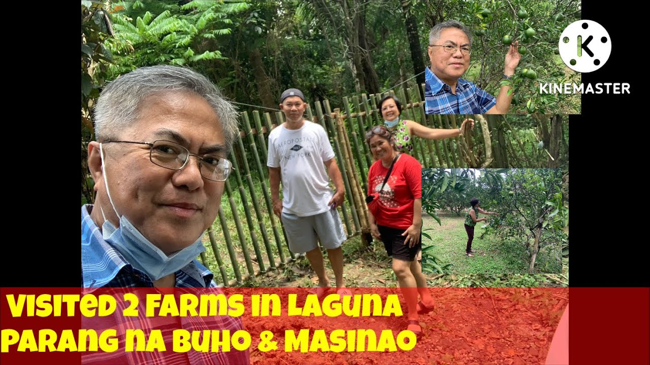 Visited 2 Farms In Sta. Maria Laguna - YouTube