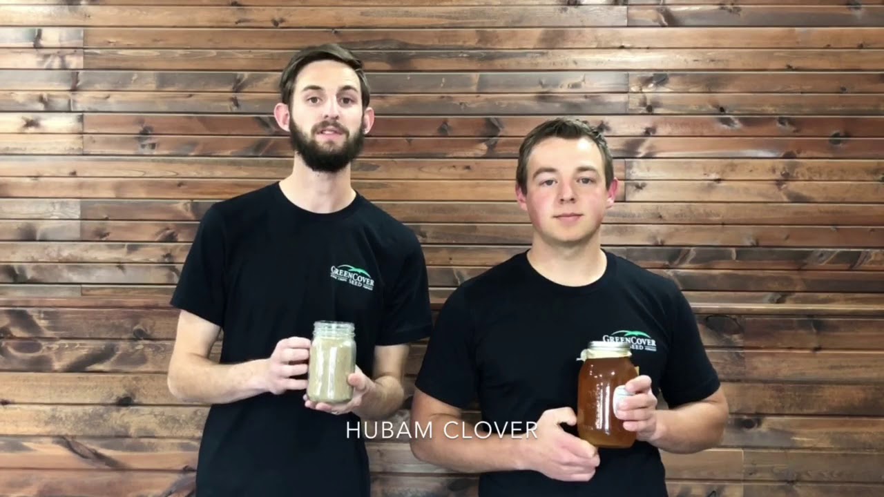 Hubam Clover - YouTube
