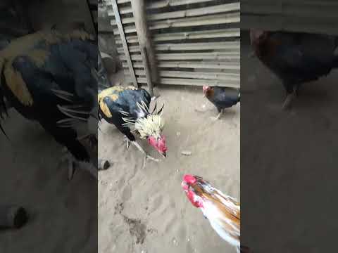 Ayam Bangkok Jalak wido Vs Boneka Ayam