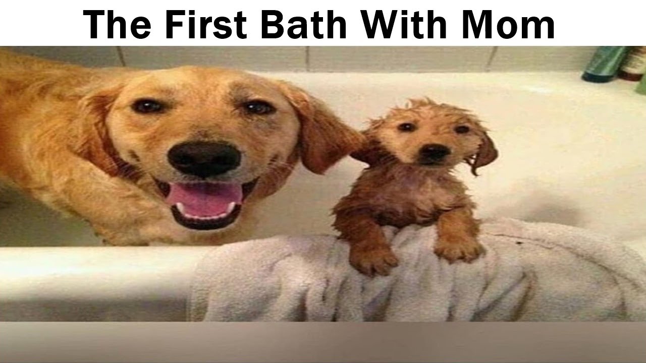 Daily Fresh Memes 179 - YouTube