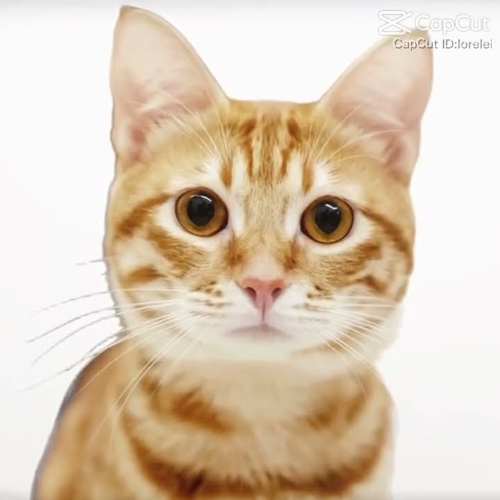 BLEHH cat - YouTube